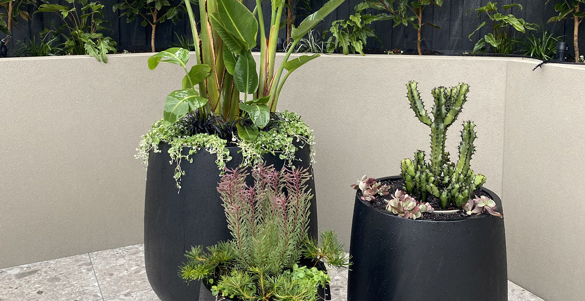 Pool Side Pots and Planters | Nick Bennett's Garden Life